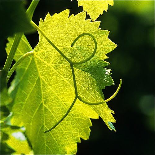 PORTES OUVERTES AU DOMAINE DE L'ANGELIÈRE, BELLEVIGNE-EN-LAYON | Anjou ...