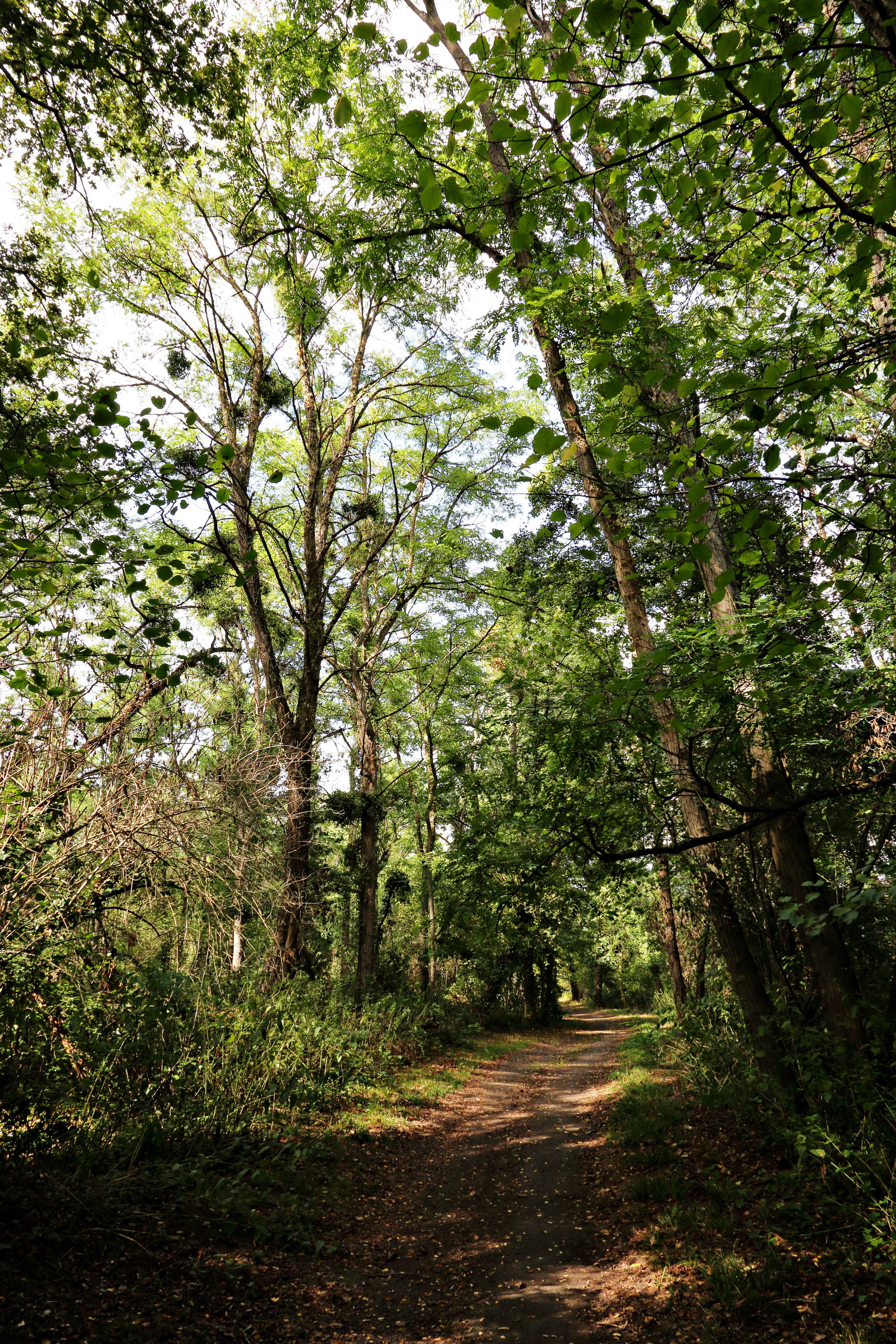 Bauné - La Ronde des Arbres, LOIRE-AUTHION | Anjou Tourisme