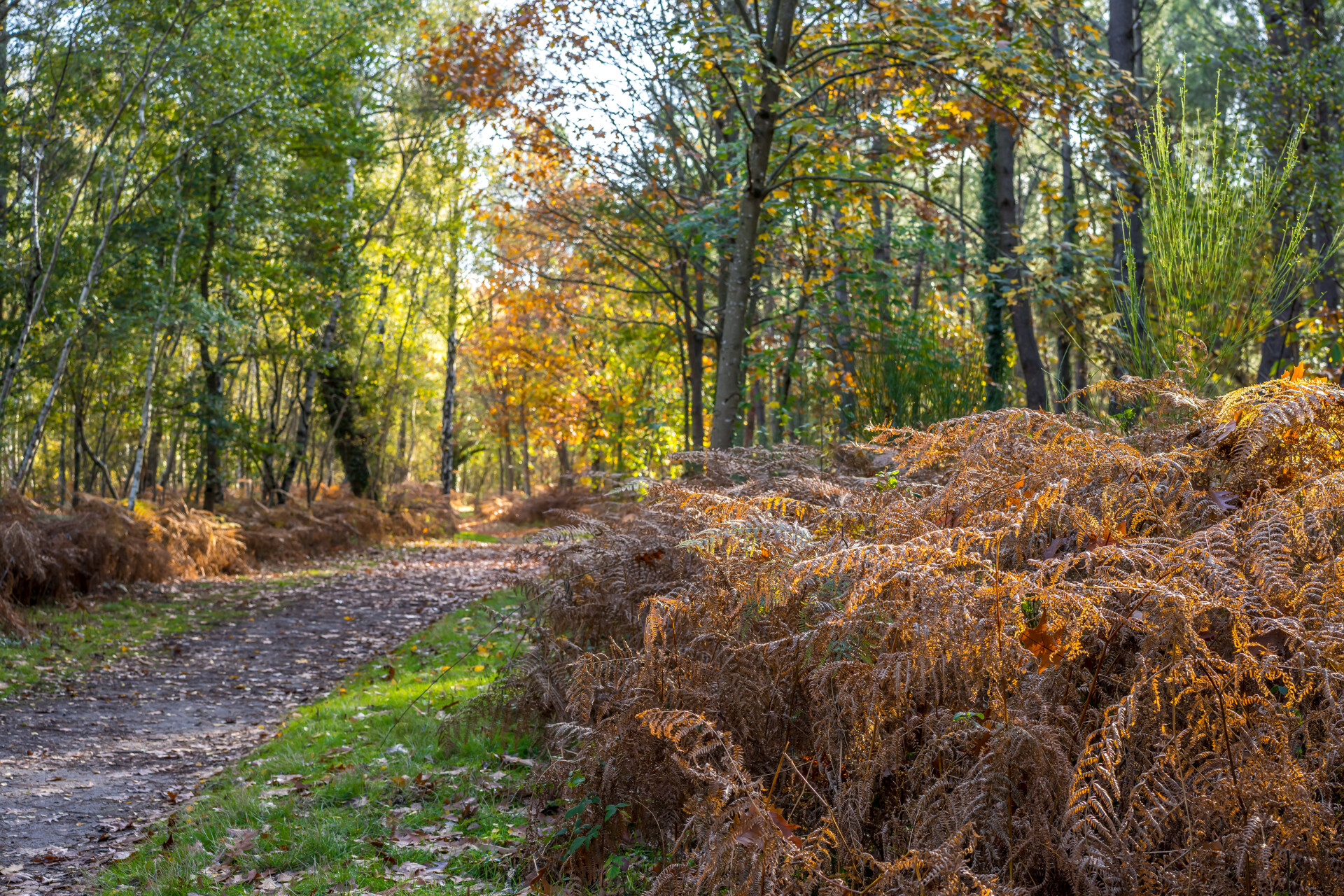 Circuit équestre de Vernantes, VERNANTES | Anjou Tourisme